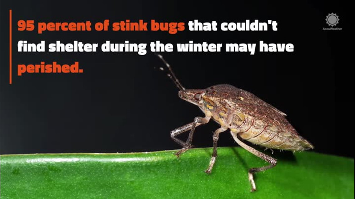 Polar vortex may have killed some harmful, invasive pests | ksdk.com
