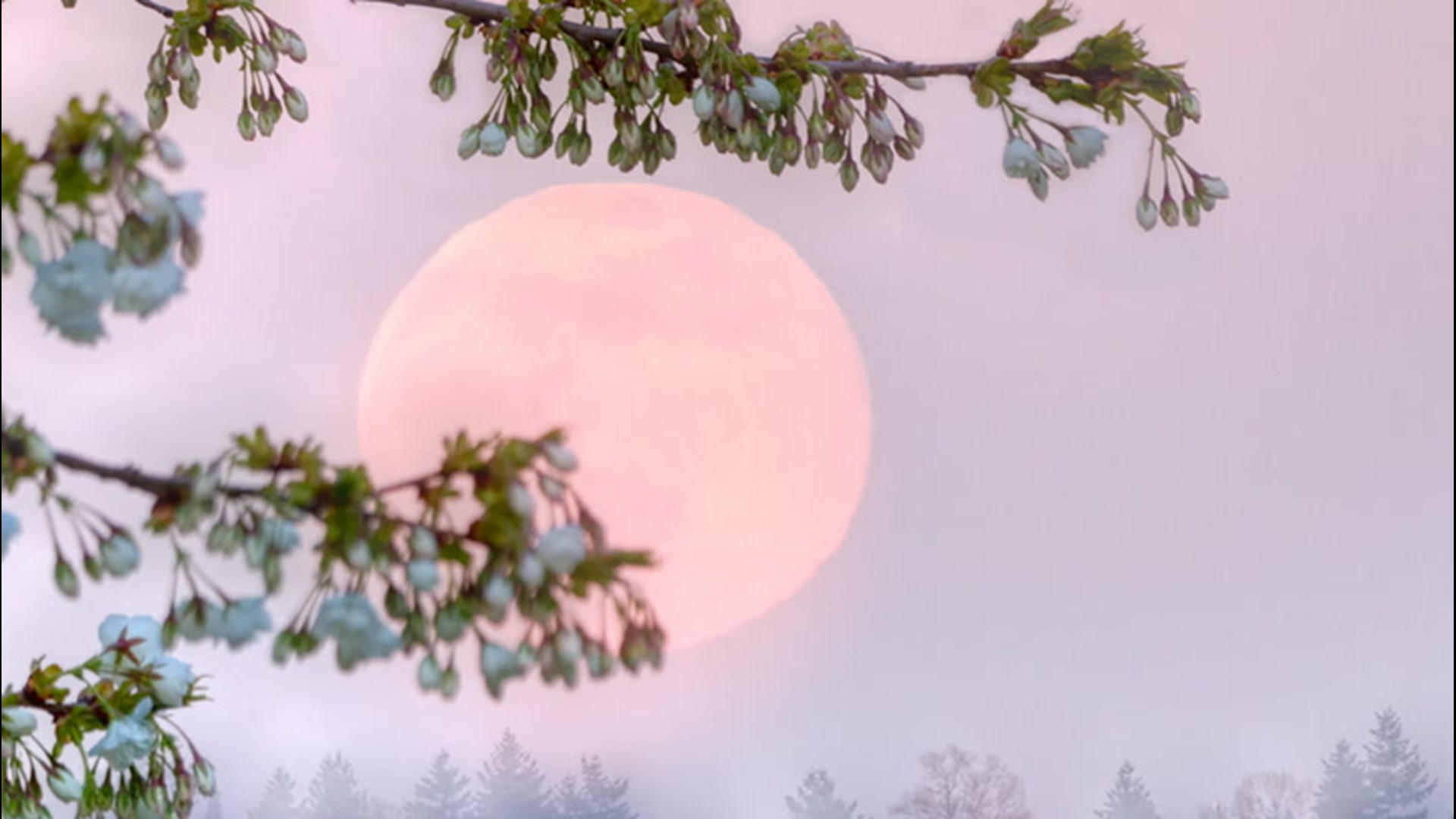 Catch the Super 'Pink' Moon on April 26 | ksdk.com