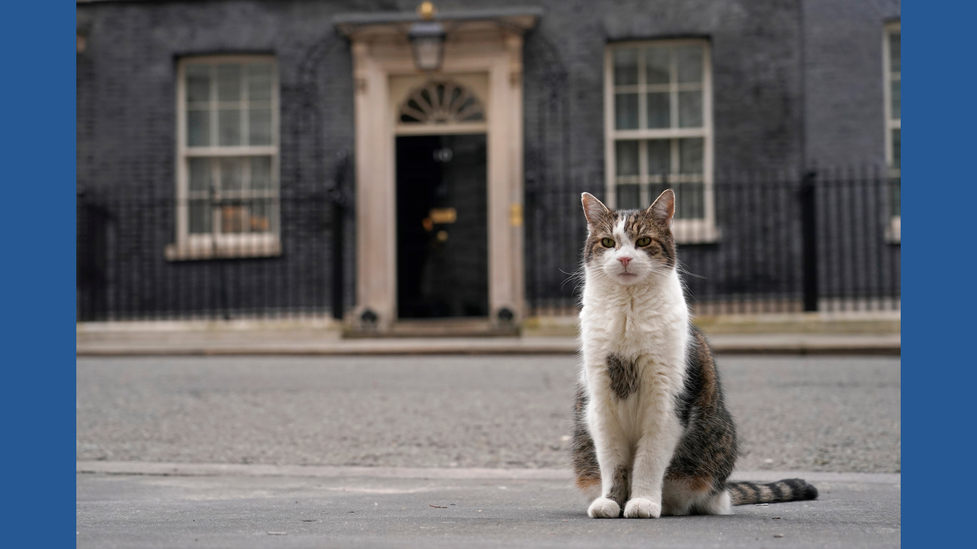Larry the cat, Britain's Chief Mouser at 10 Downing Street for 15 years ...