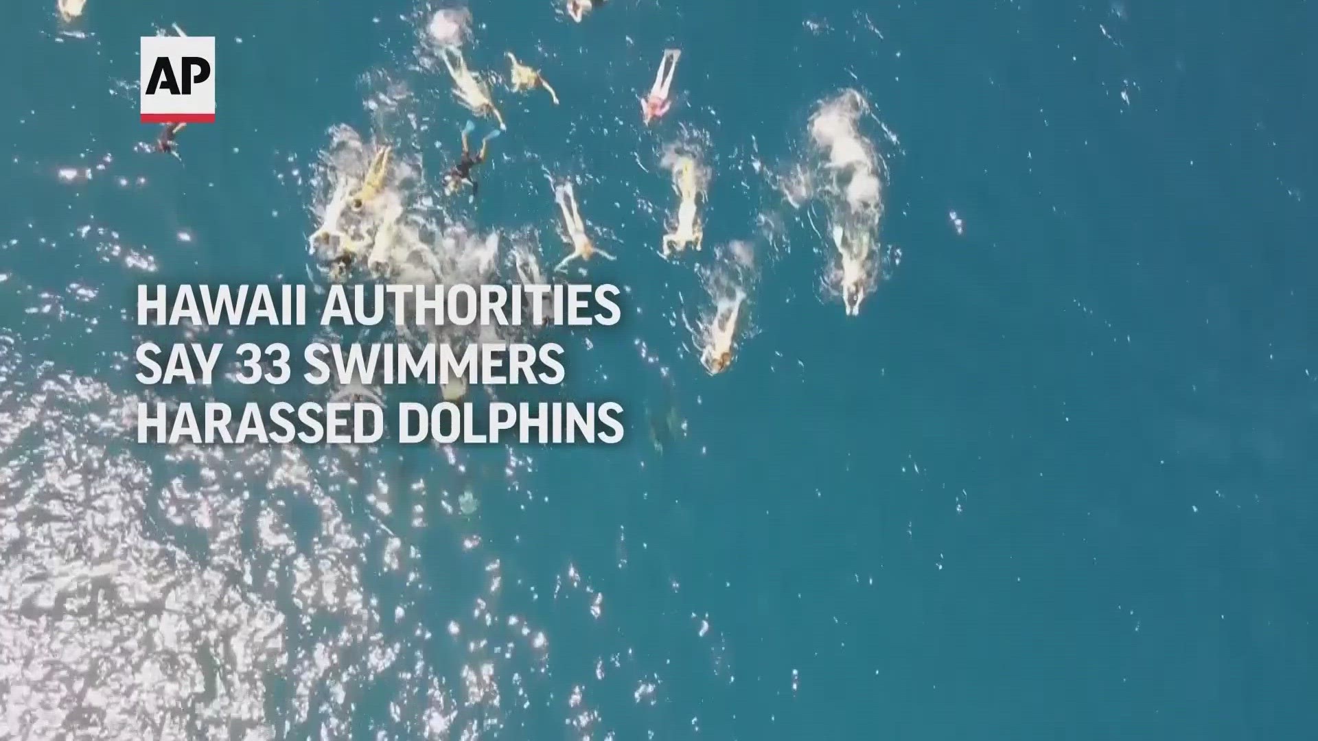 Hawaii: Video shows 33 swimmers harassing dolphins, officials say ...