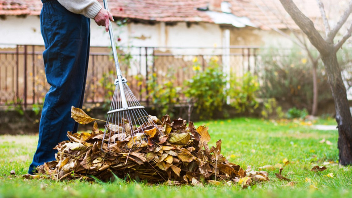 Here's why you don't need to rake your leaves | ksdk.com