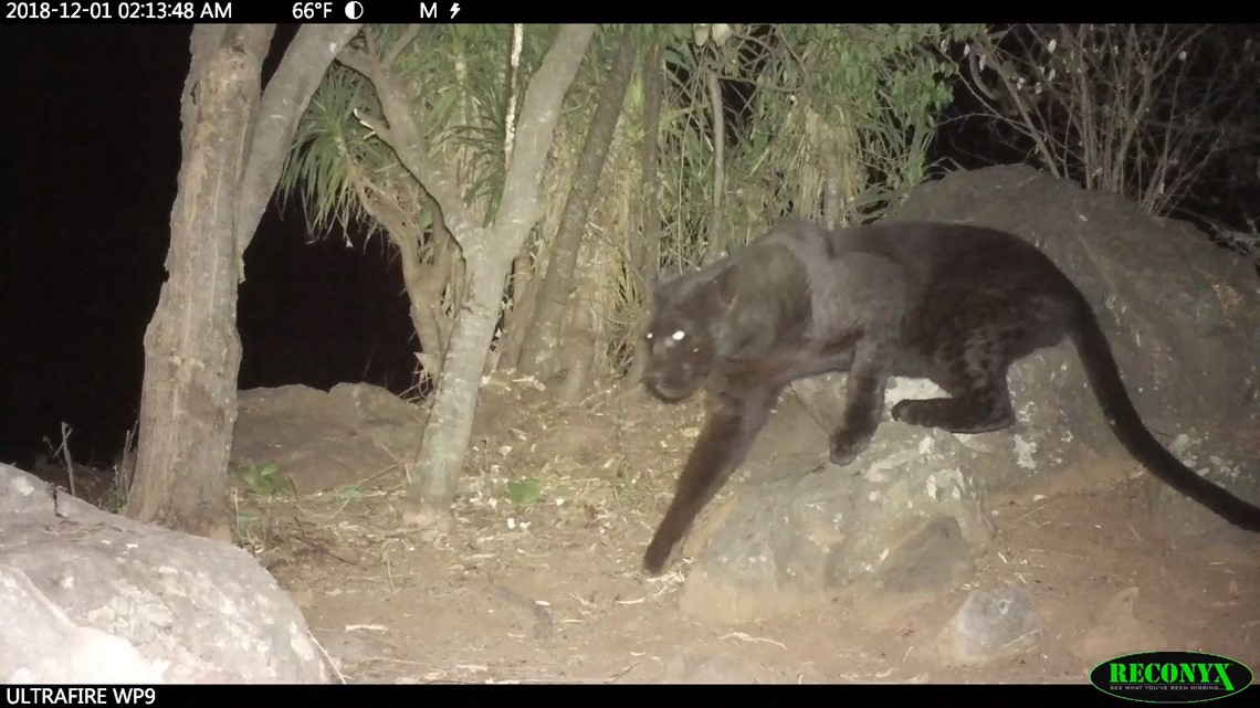 Rare 'black panthers' captured on camera in Kenya | ksdk.com