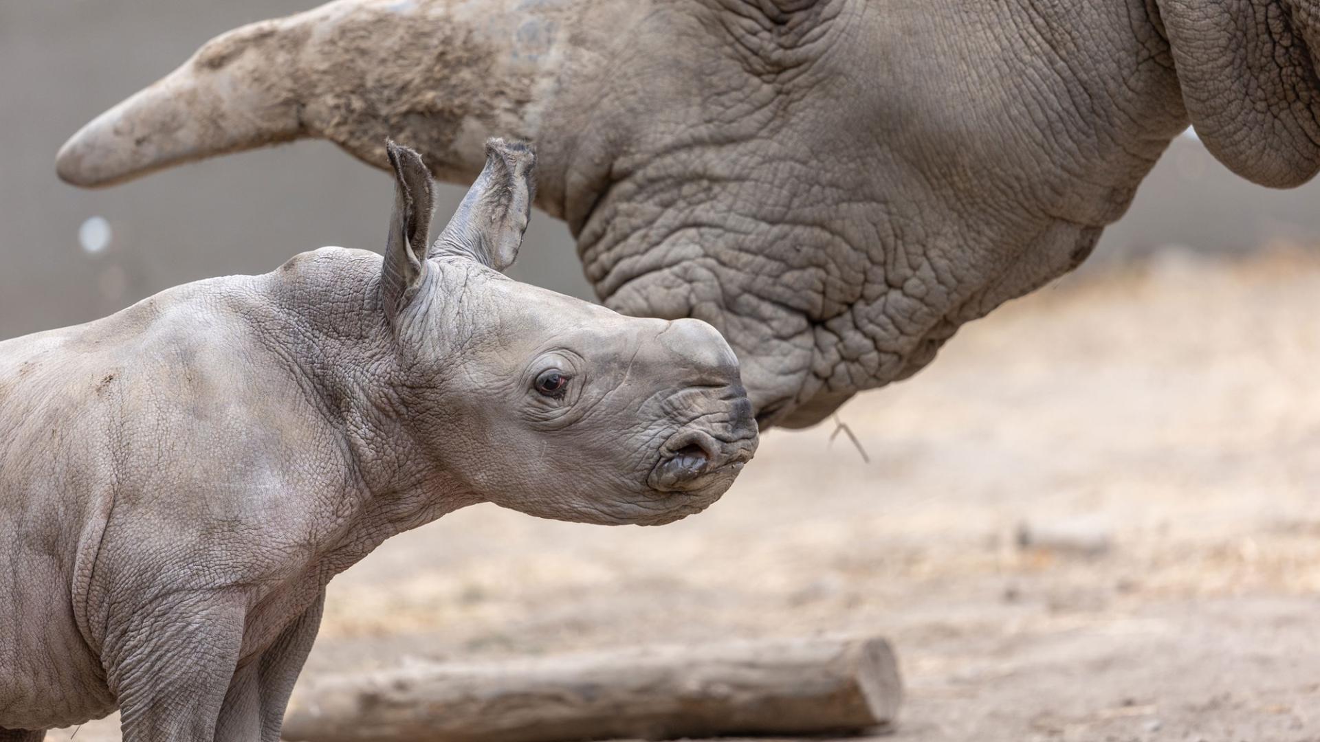 White rhino born in California named after Ozzy Osbourne | ksdk.com