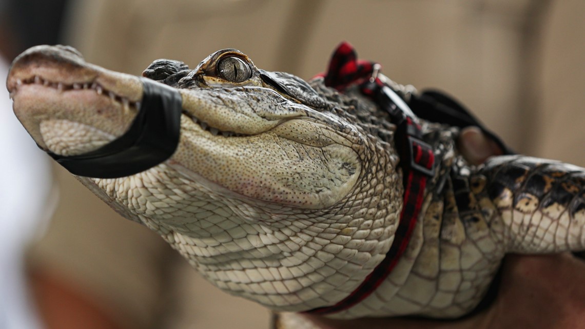 'Chance the Snapper' captured in Chicago lagoon by Florida expert ...