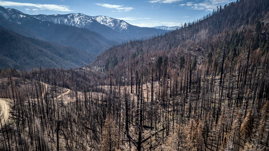 US pledges to replant more trees as destructive wildfires blaze | ksdk.com