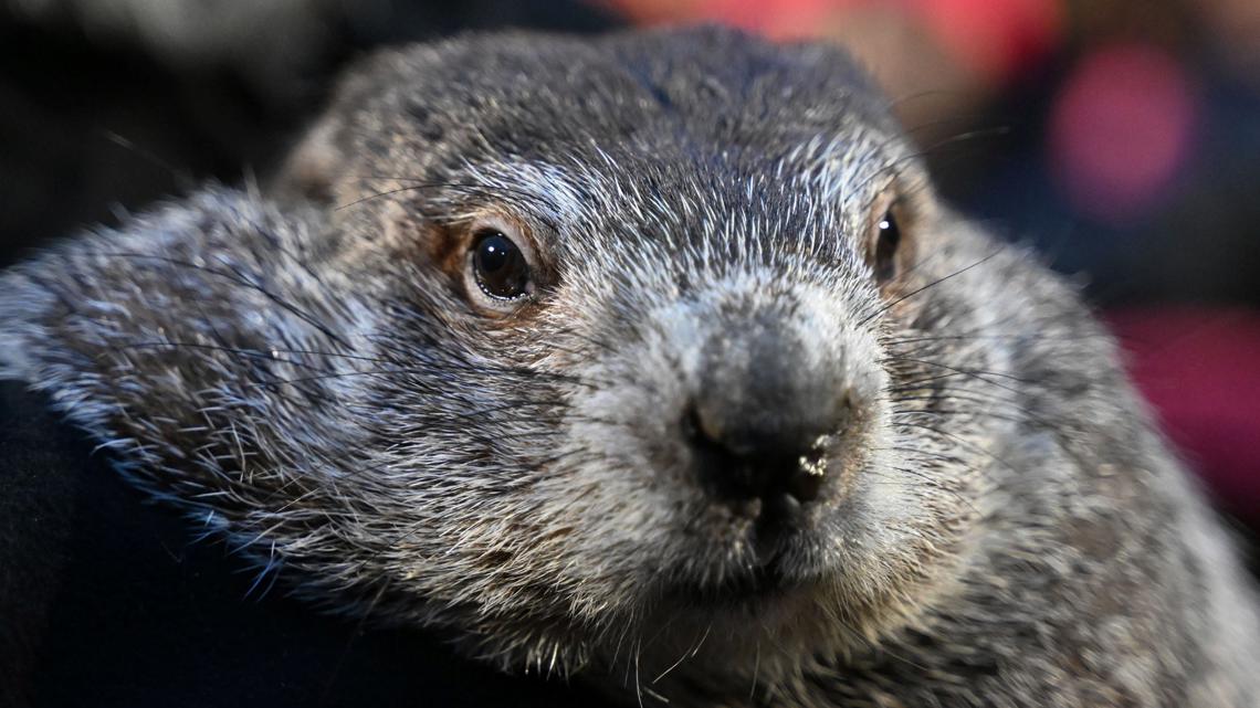 How accurate are Punxsutawney Phil's Groundhog Day predictions? | ksdk.com