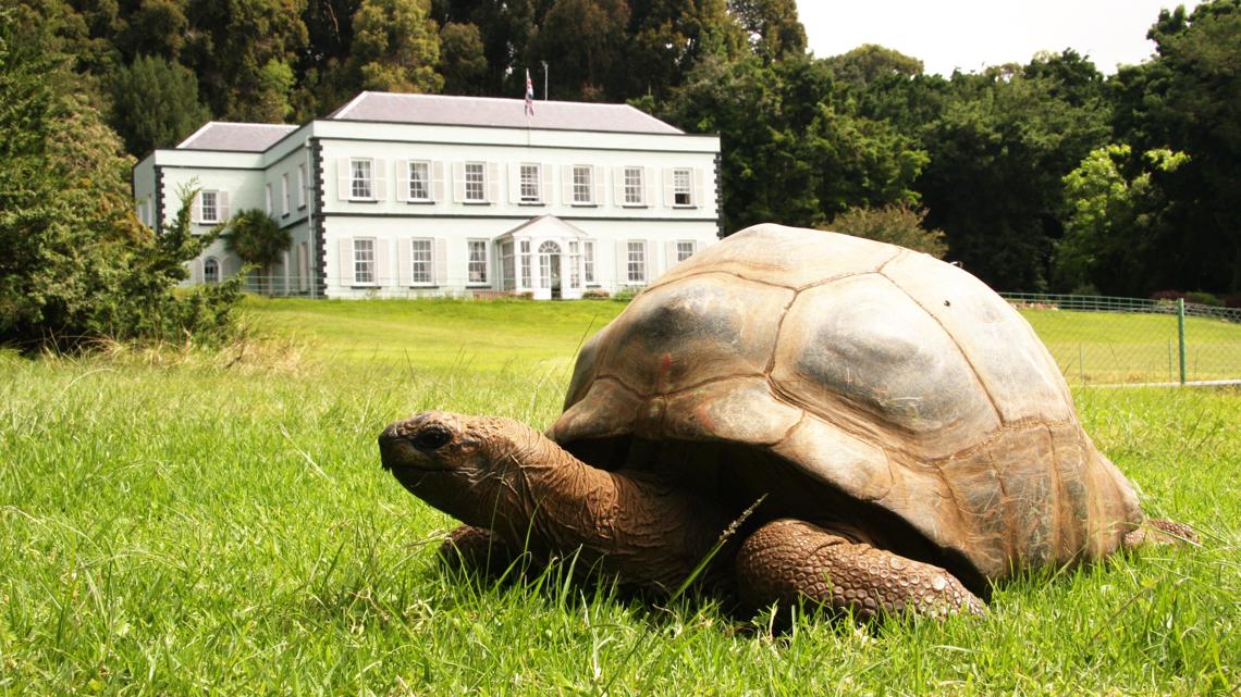 Jonathan the tortoise is 'alive and well' following reports of his ...