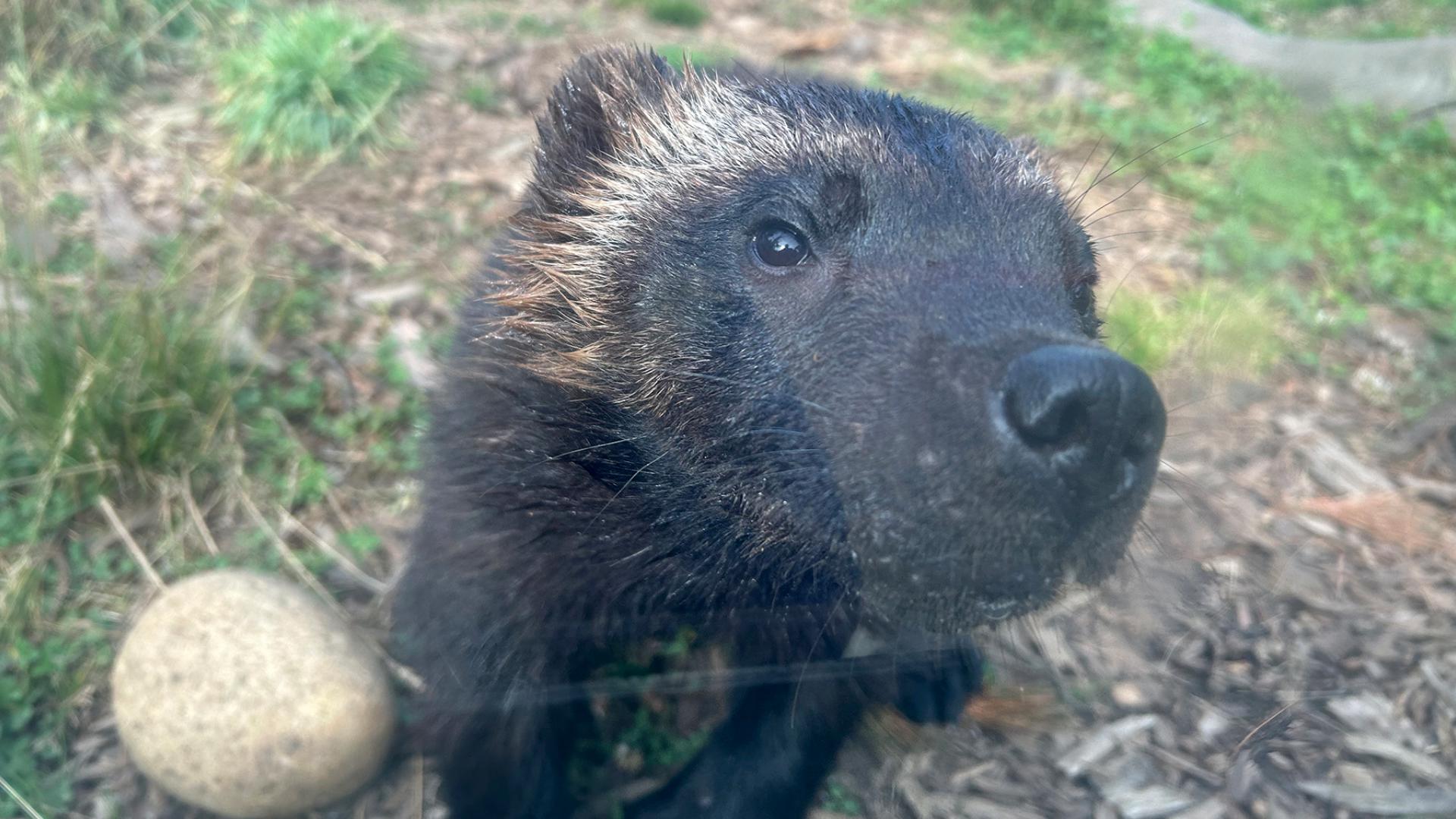 Wolverine sees brighter future after groundbreaking eye surgery | ksdk.com