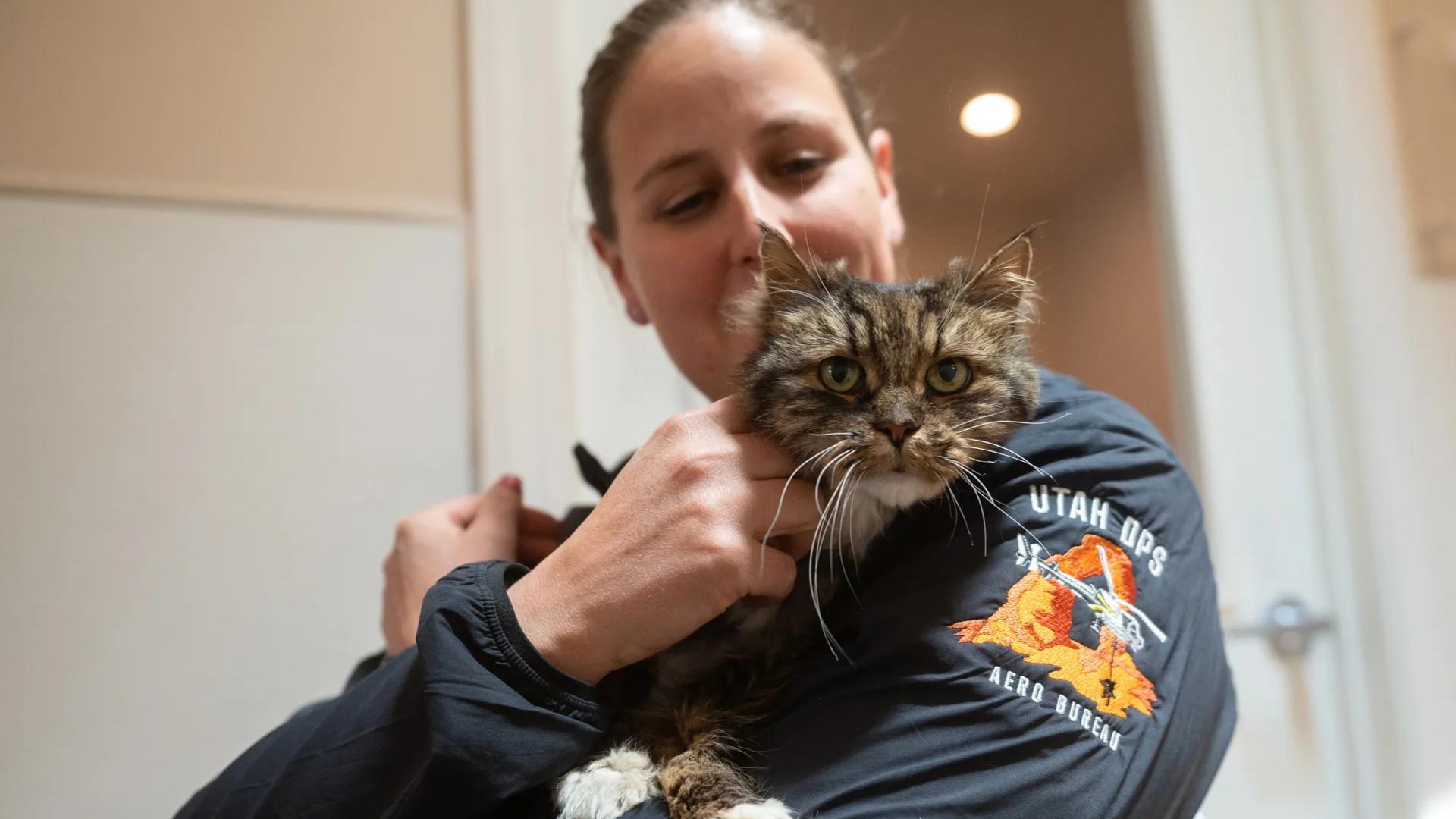 Tabby cat who survived 380-foot fall in Utah finds new home | ksdk.com