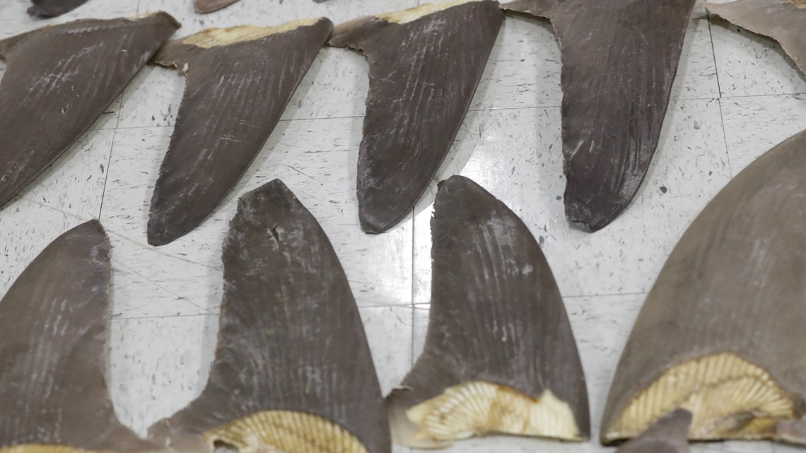 What is shark finning? Historic ban poised to become U.S. law | ksdk.com