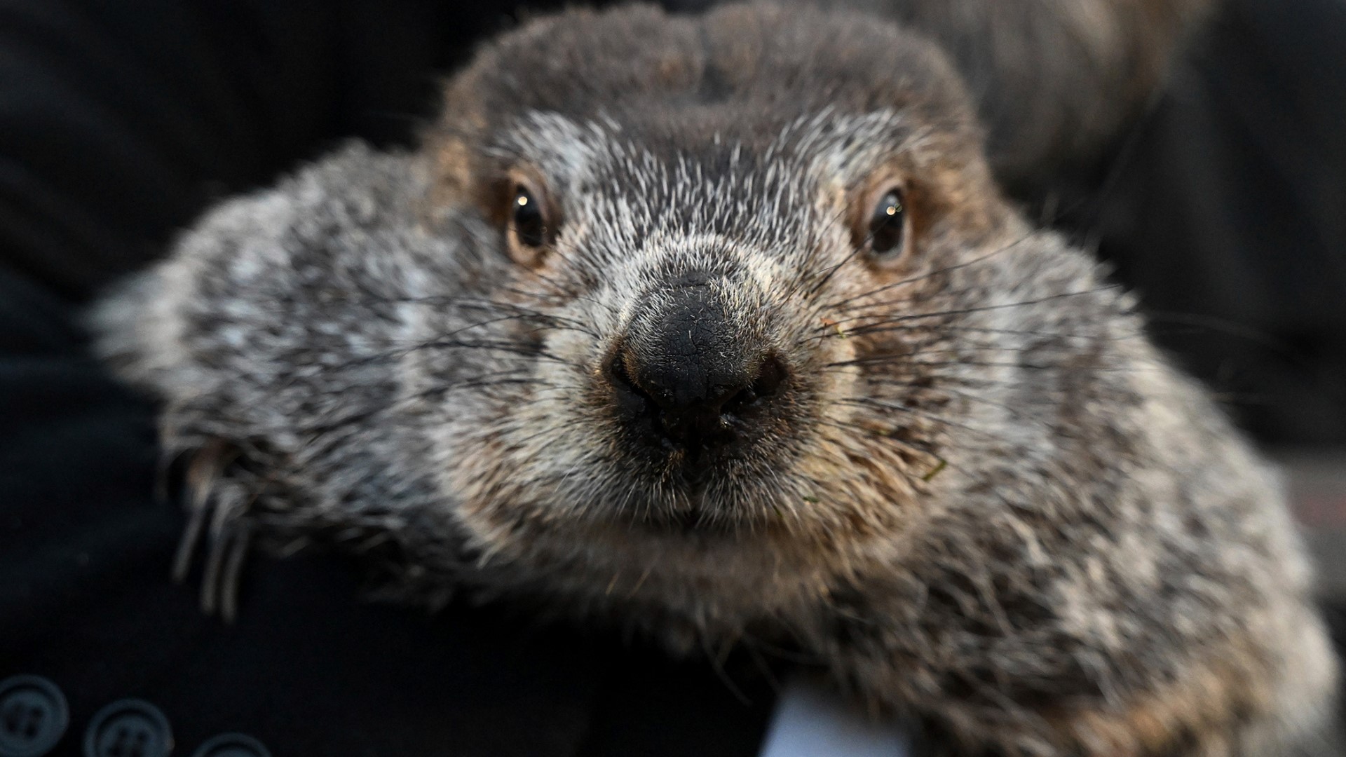 PETA wants to replace Punxsutawney Phil with a giant gold coin | ksdk.com