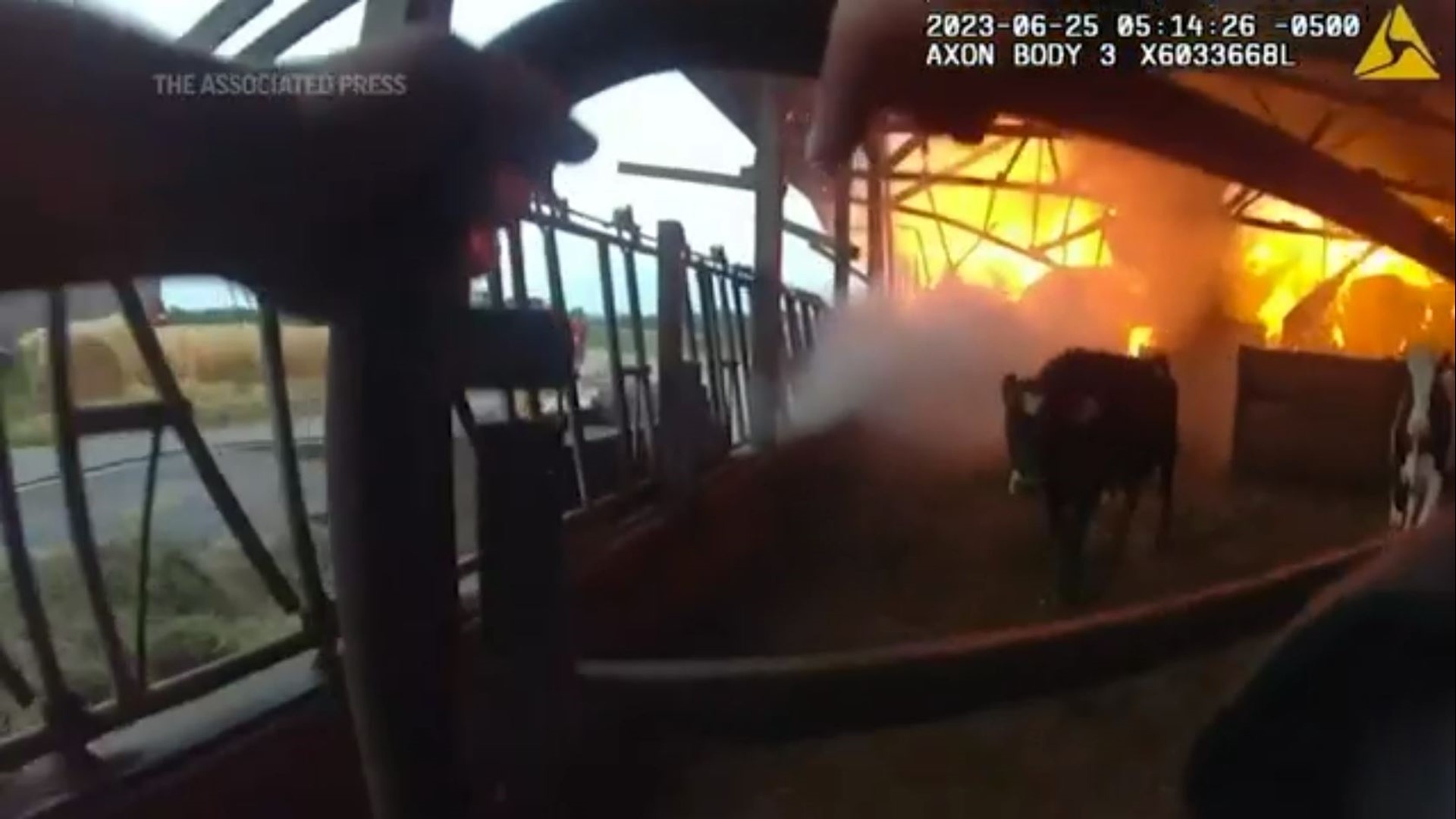 WATCH: Wisconsin police officer saves cows from burning barn | ksdk.com
