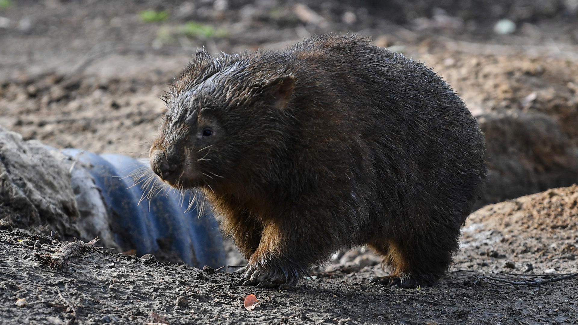 Sam Jones, American influencer, apologizes for baby wombat incident ...