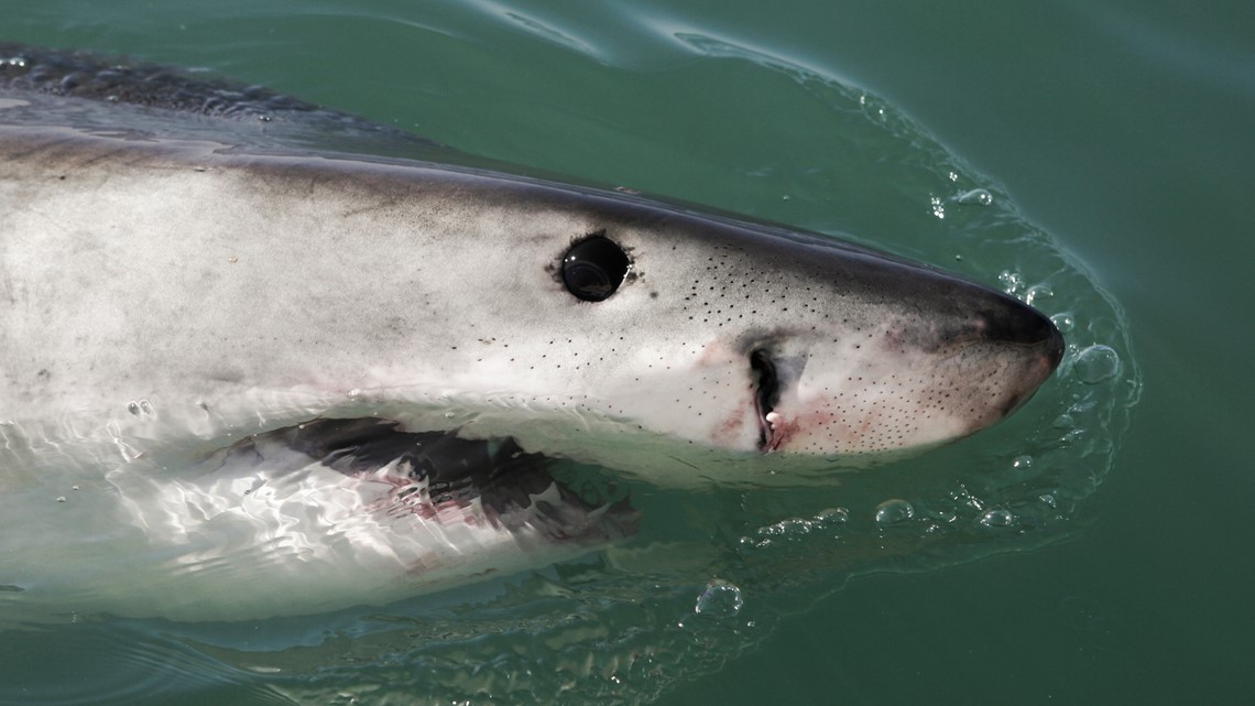 Rising ocean acid endangers shark teeth | ksdk.com