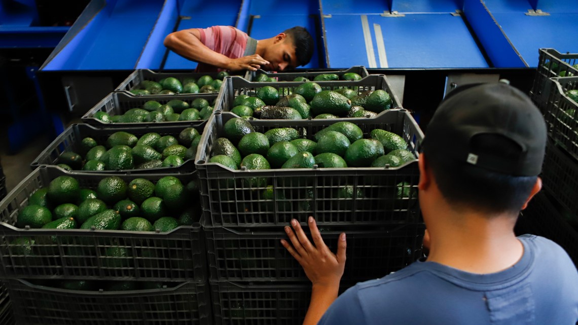 Avocados from Mexico plague growers narco violence | ksdk.com