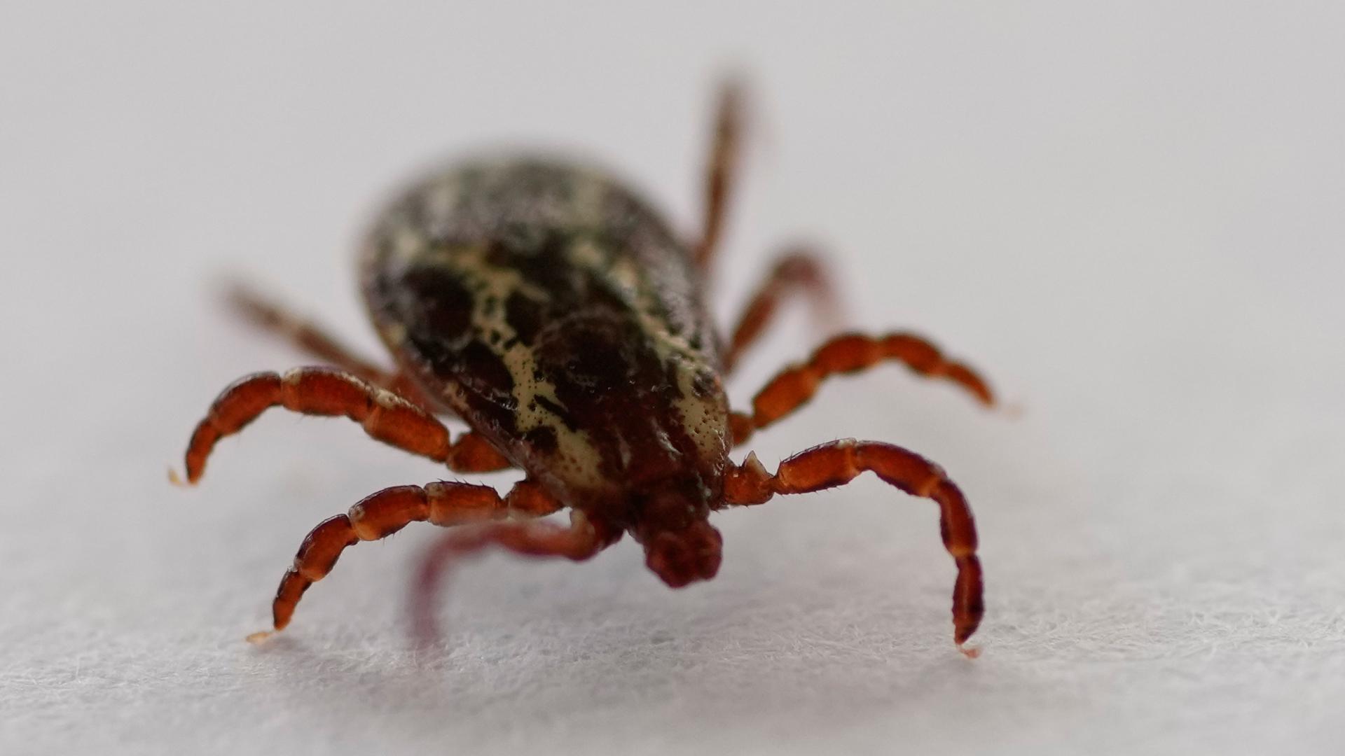 How to tick-proof your yard | Consumer Reports | ksdk.com