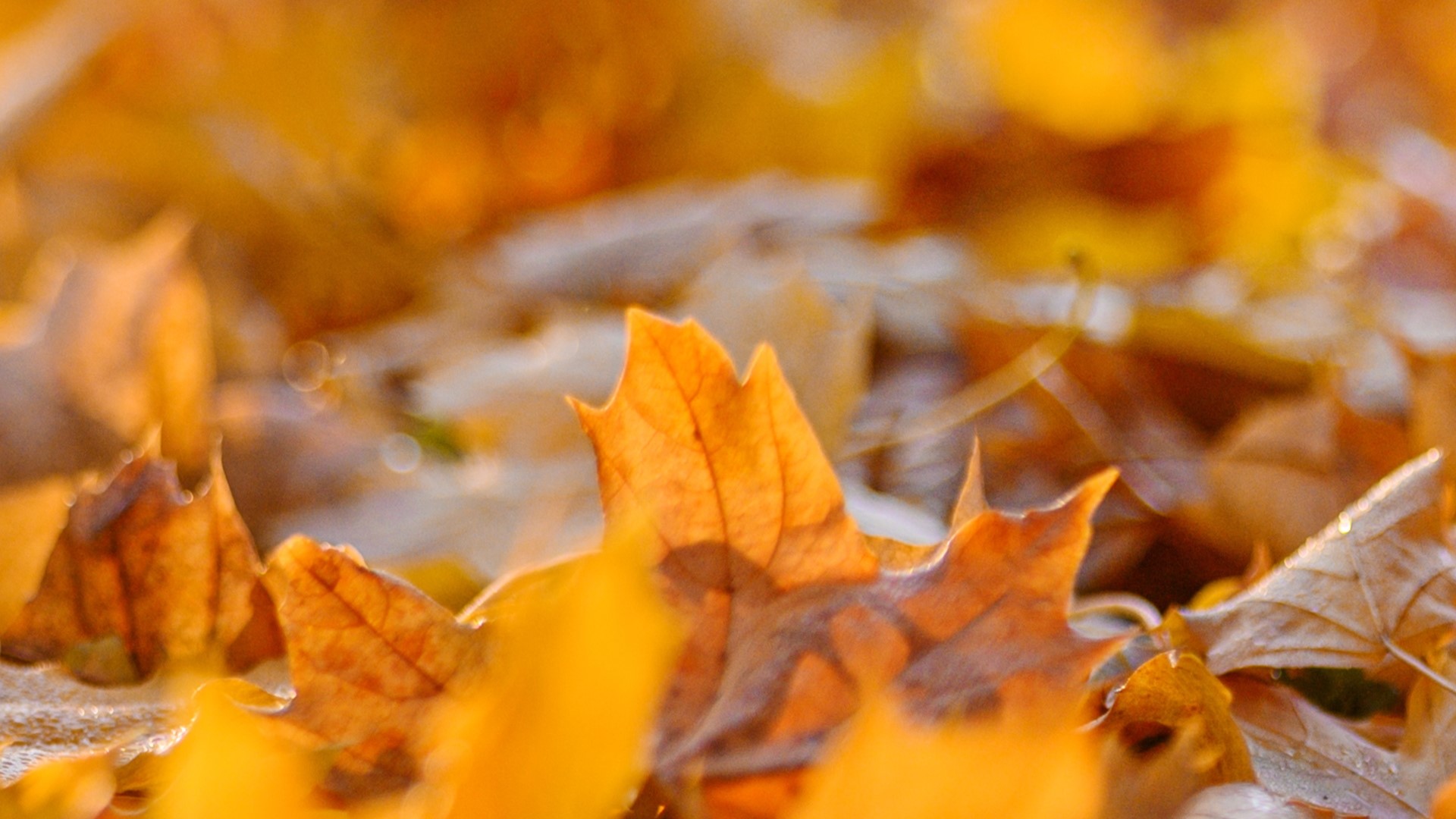 Foliage forecast: When to see vibrant fall leaves in St. Louis | ksdk.com