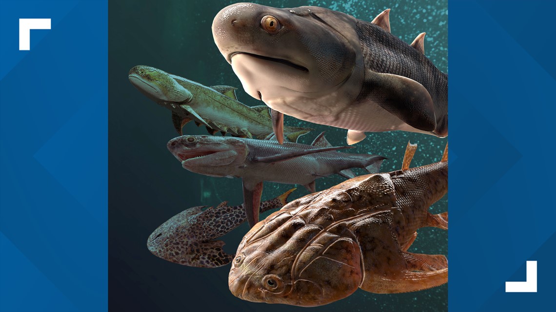 Fish fossils from China include oldest teeth ever, evolution clue ...