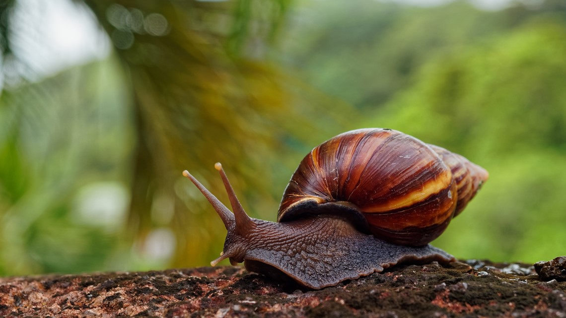 Giant African Land Snails Found At Detroit Metro Airport