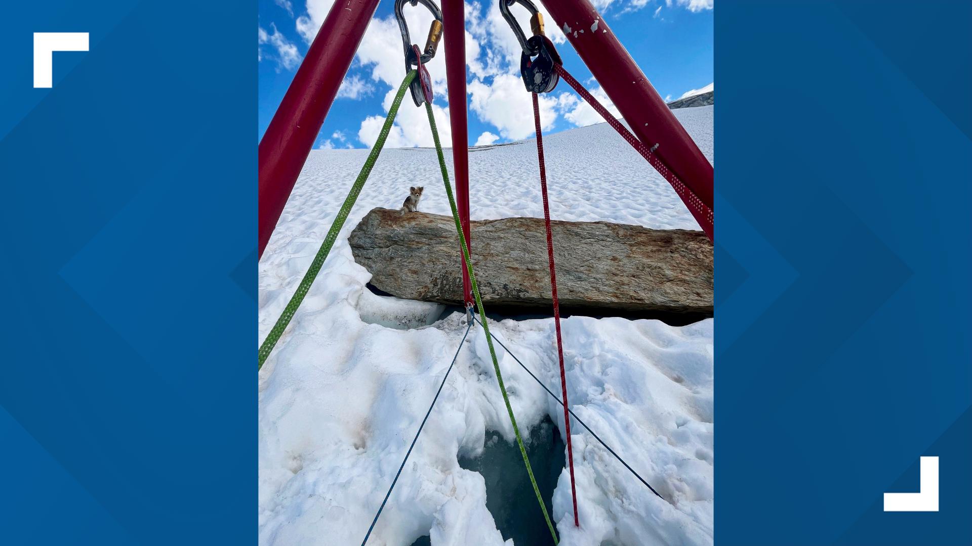 Chihuahua helps rescuers save owner on Swiss glacier | ksdk.com