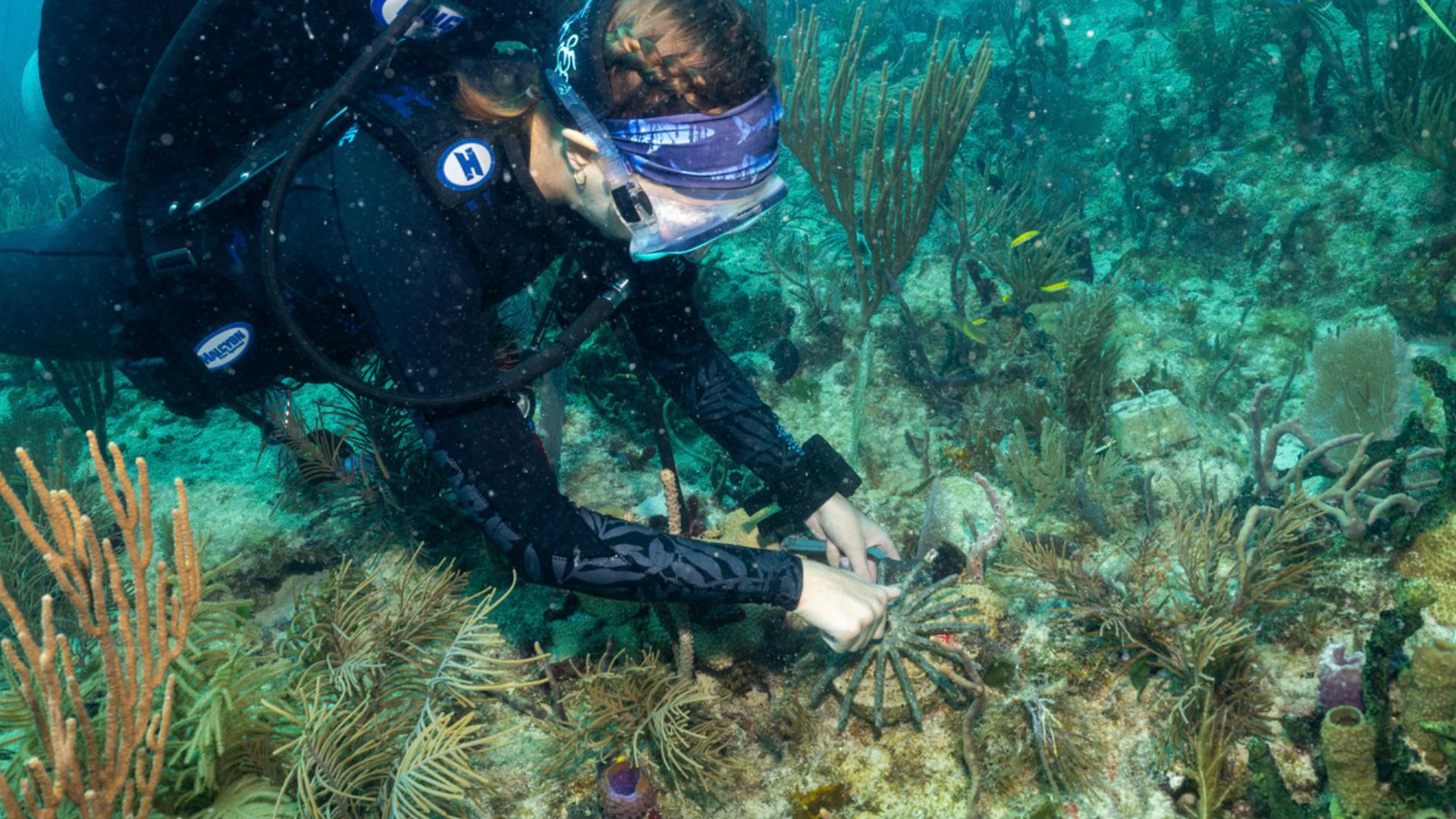 Scientists boost Miami reefs with crossbred corals | ksdk.com