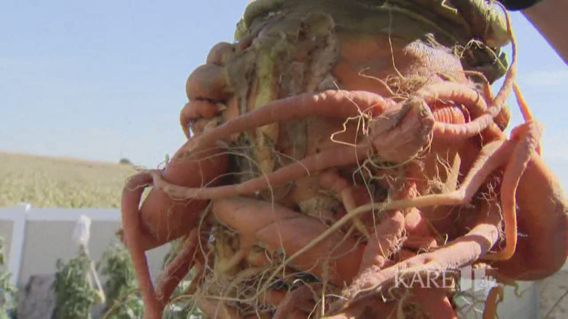 Minnesota man grows World's Heaviest Carrot | ksdk.com