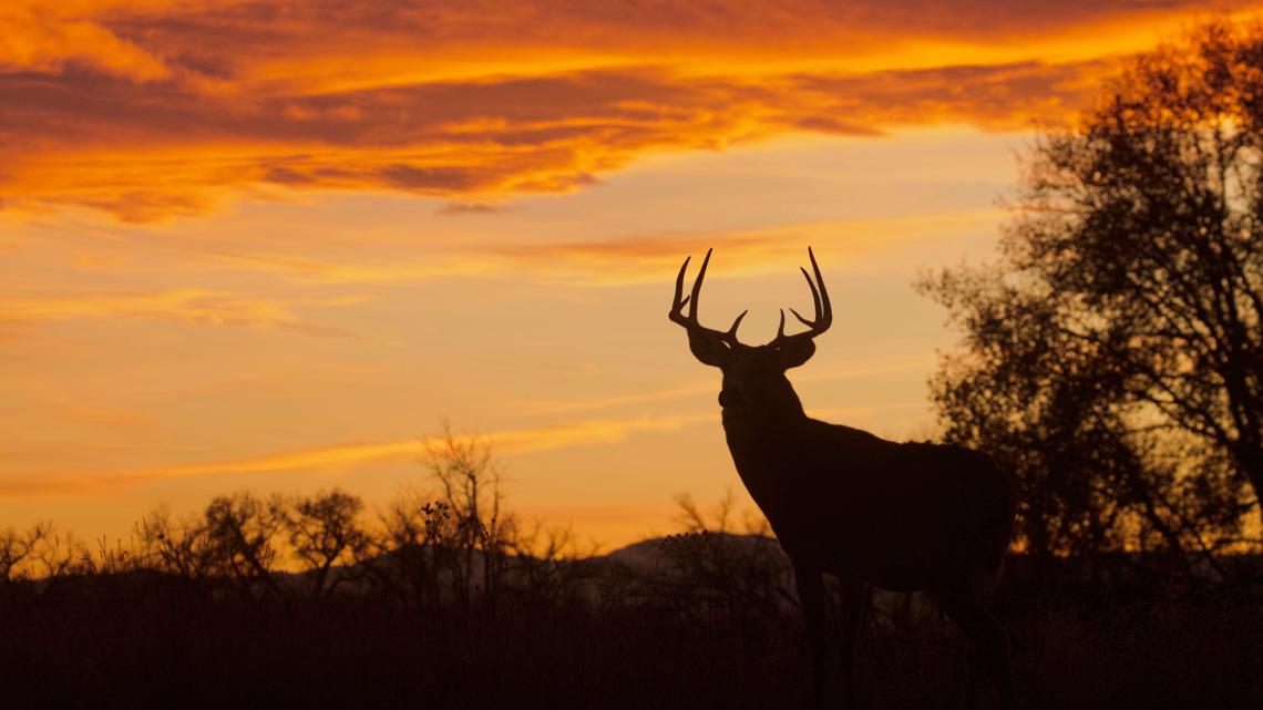 Missouri deer hunting season 2024: New rules for opening weekend | ksdk.com