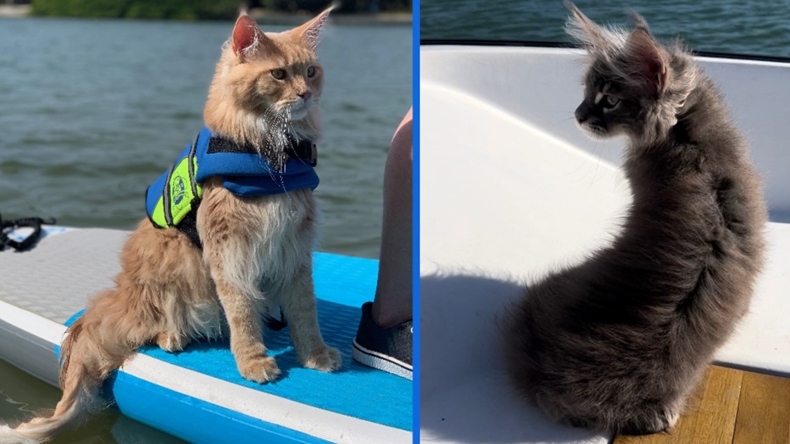 Fisher the Maine Coon and little brother Sailor are water cats | ksdk.com