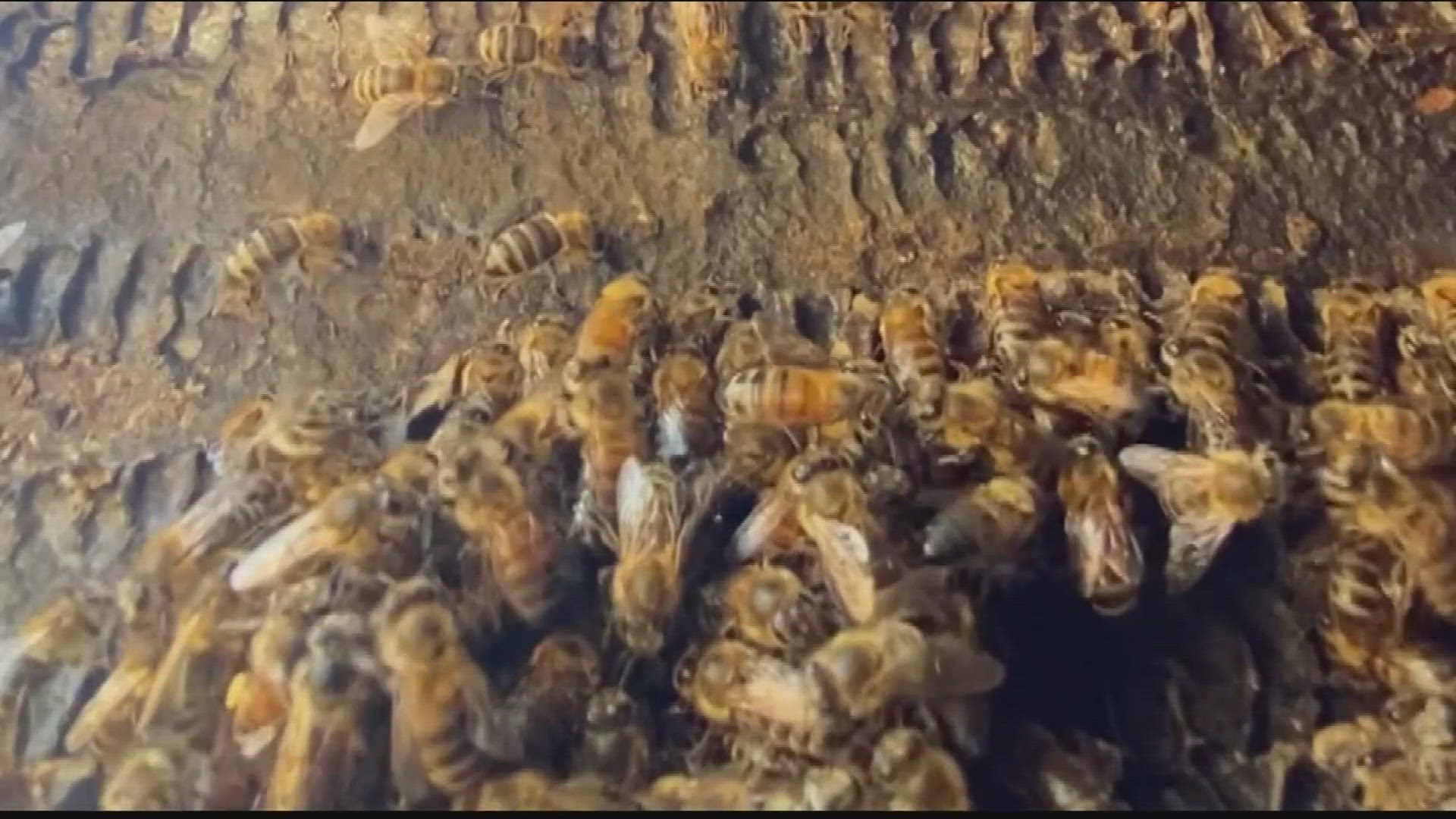Millions of honeybees escape into a rural Texas neighborhood after a ...