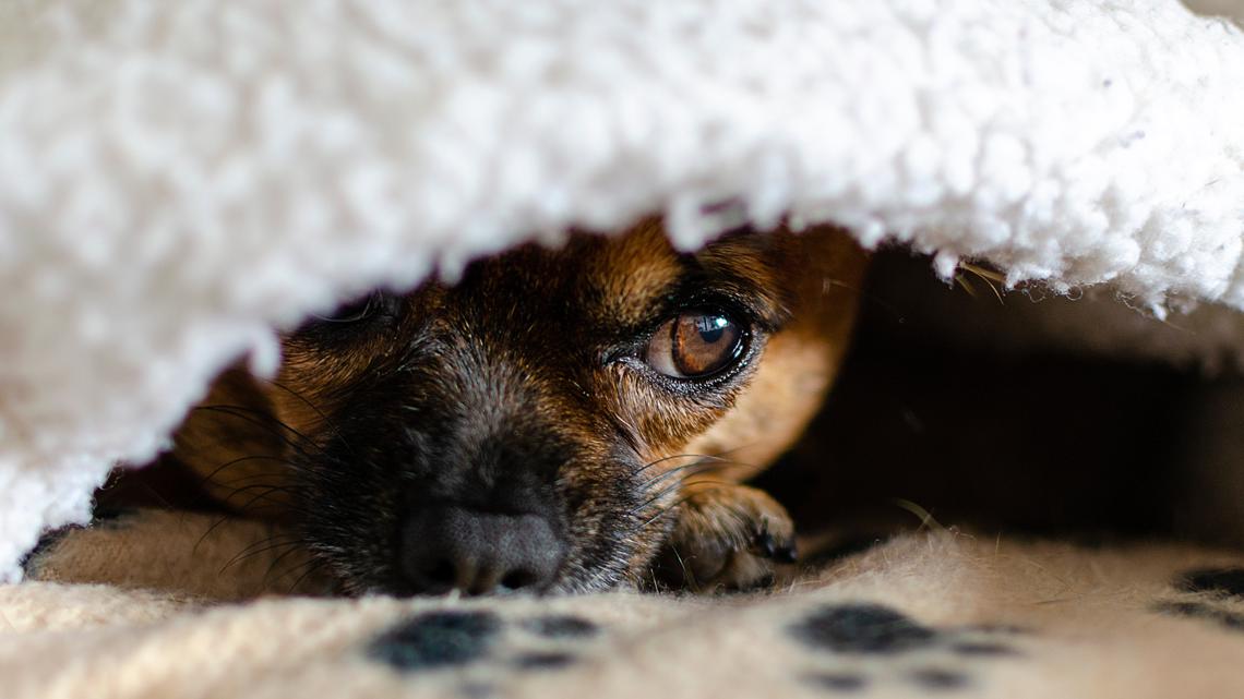 Spaghetti calms dogs during July 4th fireworks. Here's how | ksdk.com