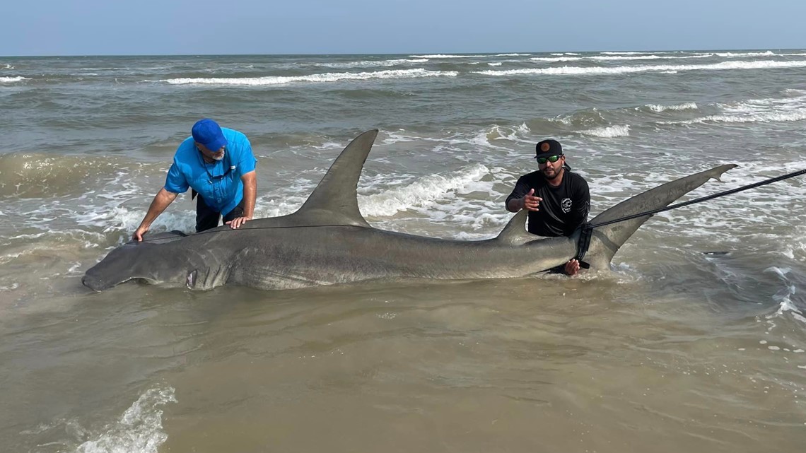 Massive shark caught off Texas coast | ksdk.com