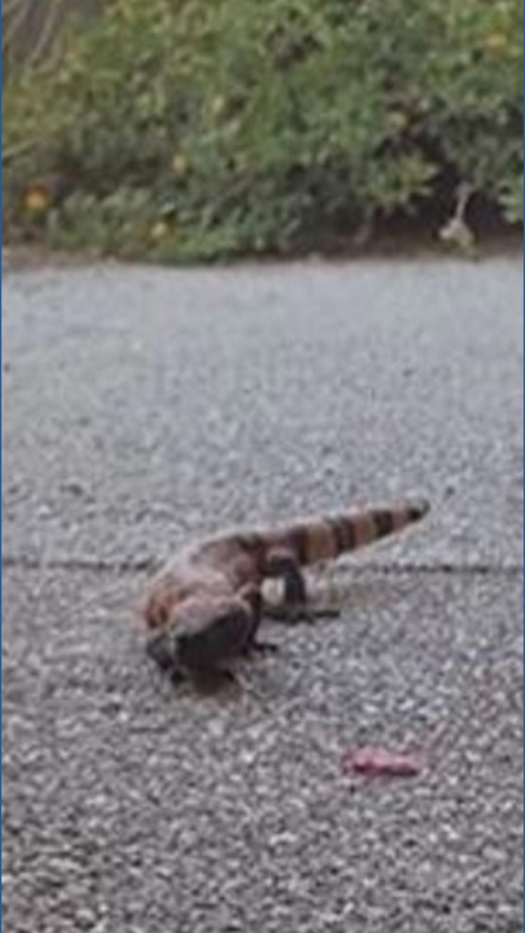 Gila monster and rattlesnake found on resident's front porch | ksdk.com