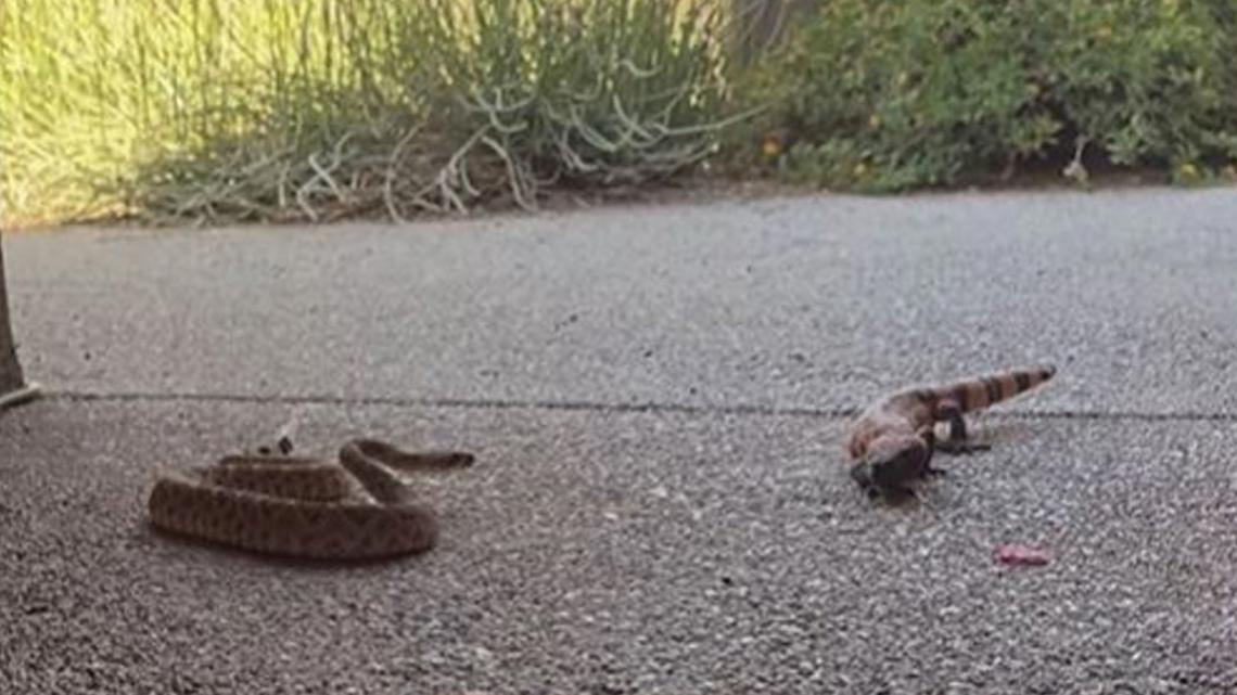 Gila monster and rattlesnake found on resident's front porch | ksdk.com