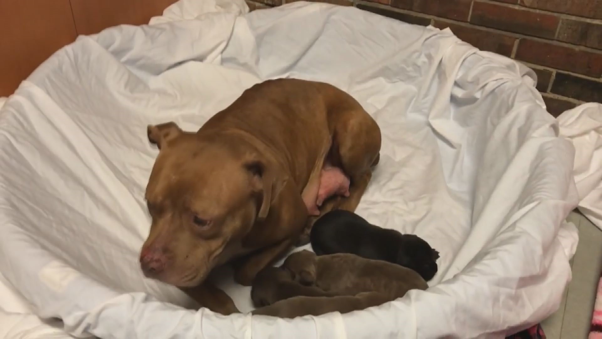 Stray Rescue St. Louis makes Valentine's Day rescue of 4 puppies | ksdk.com