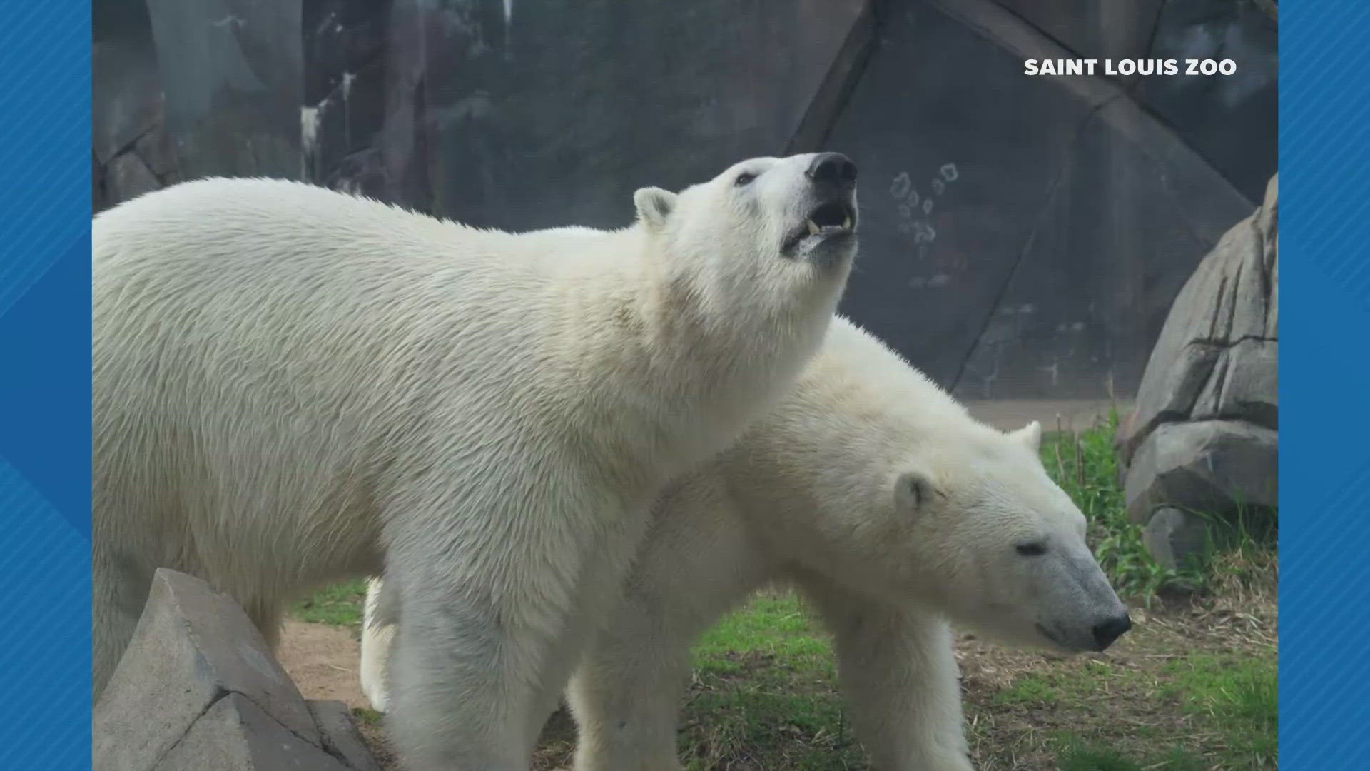 Polar bears Kallu and Kallik make debut at Saint Louis Zoo | ksdk.com