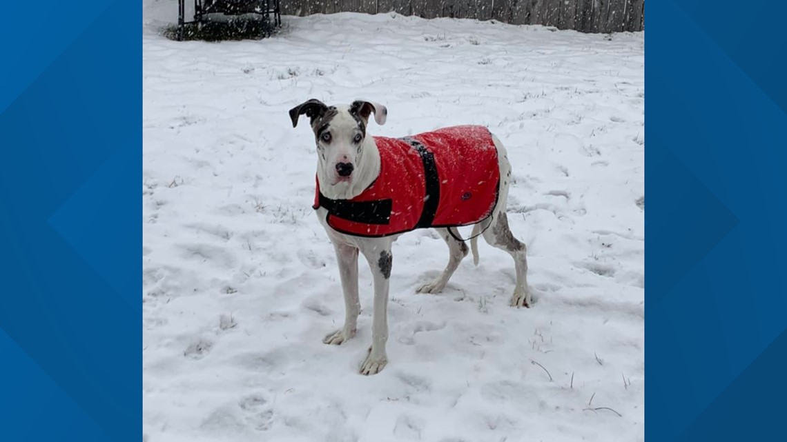 Photos: Snow around St. Louis, Dec. 15 2019 | ksdk.com