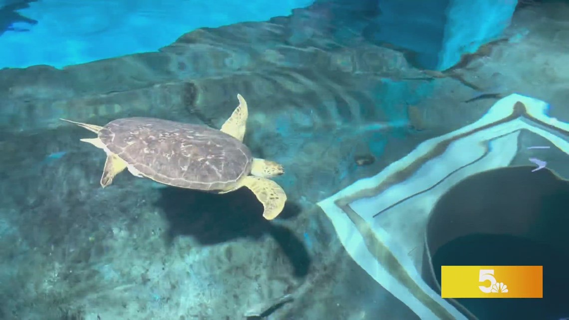 St. Louis Aquarium to host Under The Deep Brew Sea – Sips with Sea ...