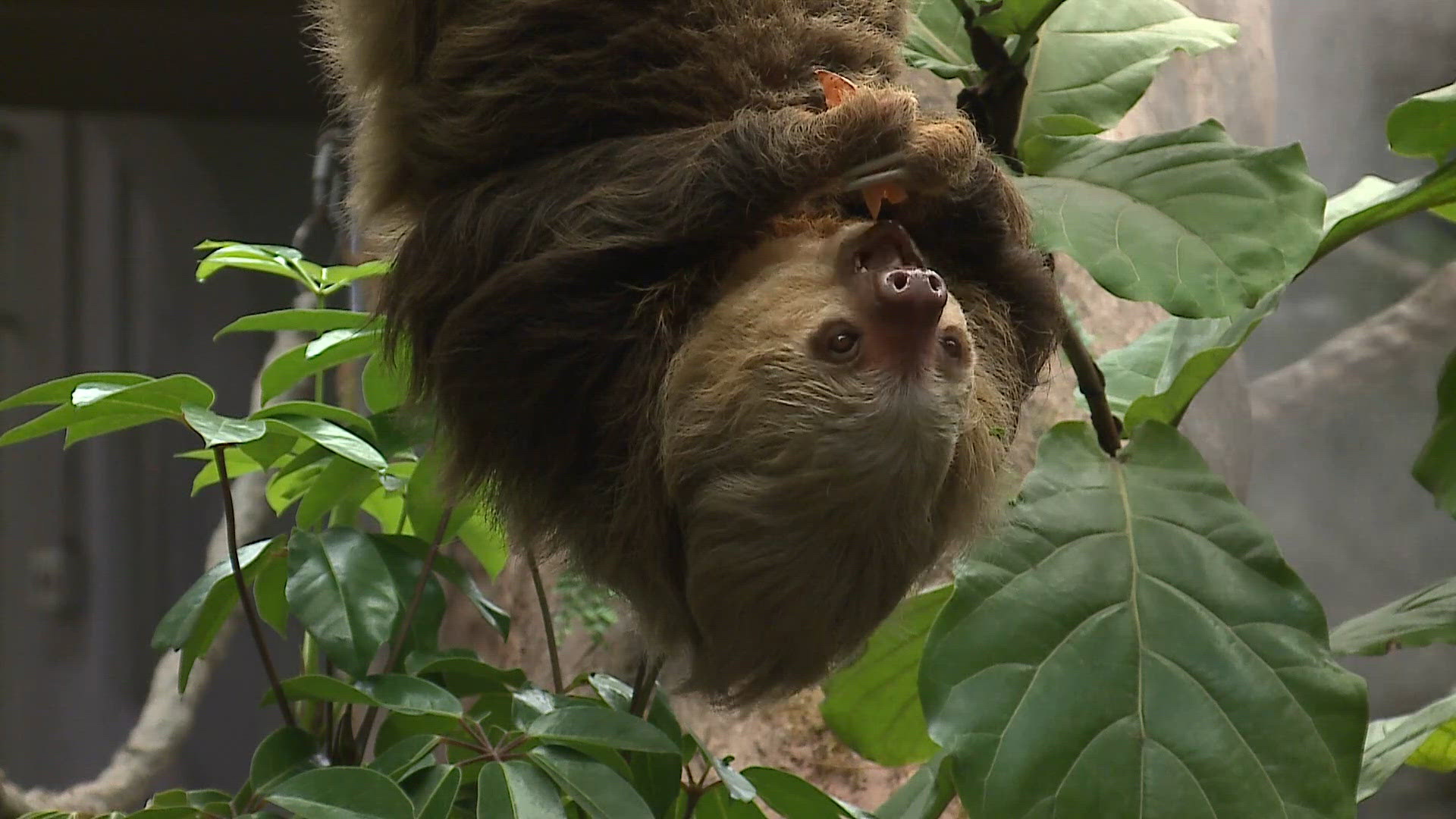 You'll soon be able to get face-to-face with sloths at the Saint Louis ...