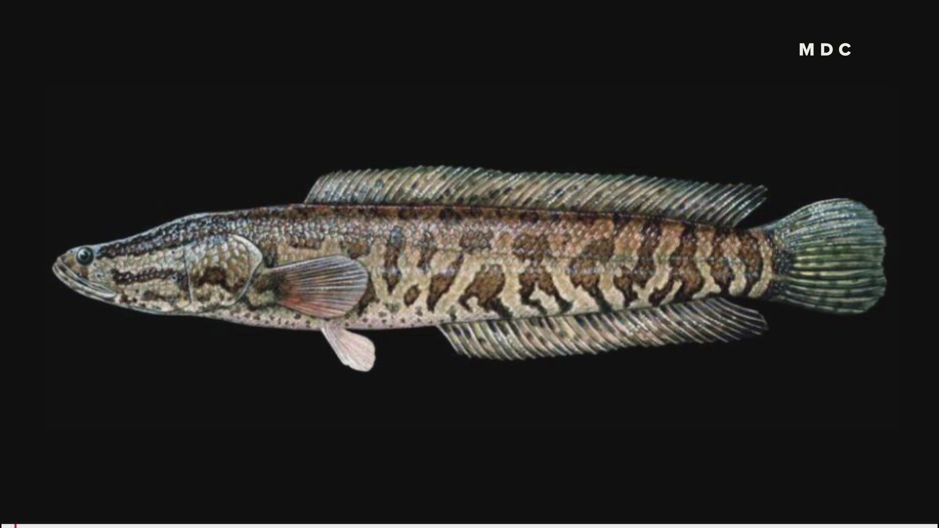 Kill this invasive fish if caught in Missouri, conservationists warn ...