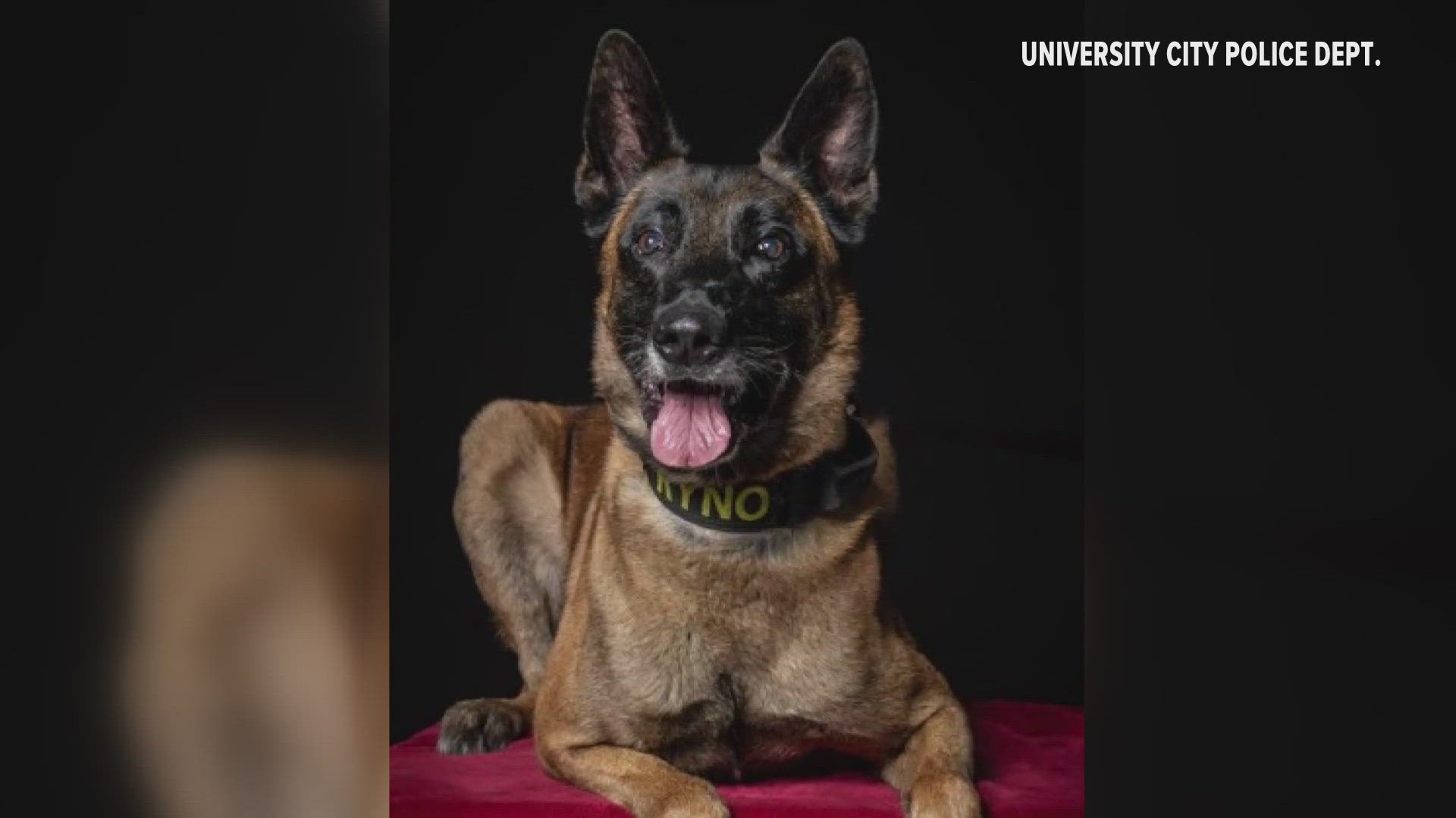 UCity police department mourns the unexpected death of K-9 Ryno | ksdk.com