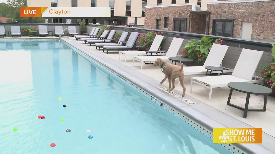 Le Meridien St. Louis Clayton hosts first ever "Paws in the Pool Party" inviting furry friends ...