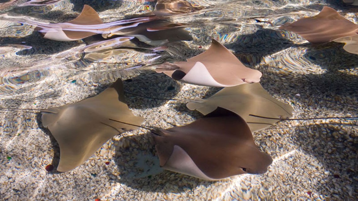 'Stingrays at the Caribbean Cove' opens at Saint Louis Zoo | ksdk.com