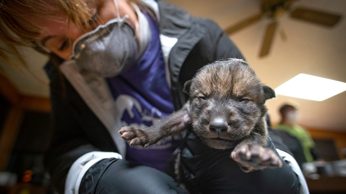 St. Louis: Mexican wolf pups sent to Arizona, New Mexico | ksdk.com