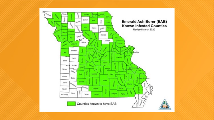 MDC: Emerald ash borer has spread to 78 Missouri counties | ksdk.com