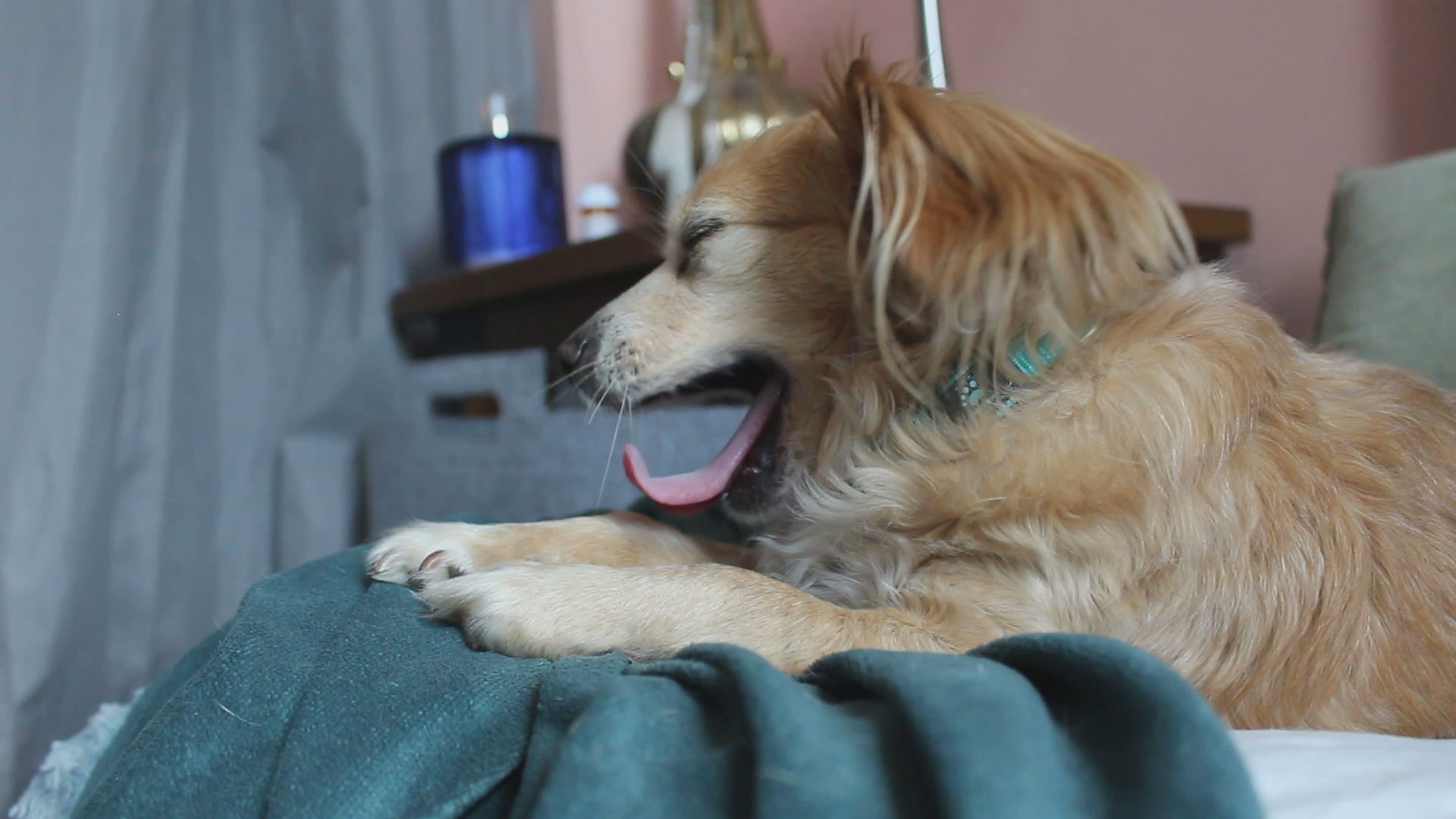 How to prepare dogs for your return to work | ksdk.com