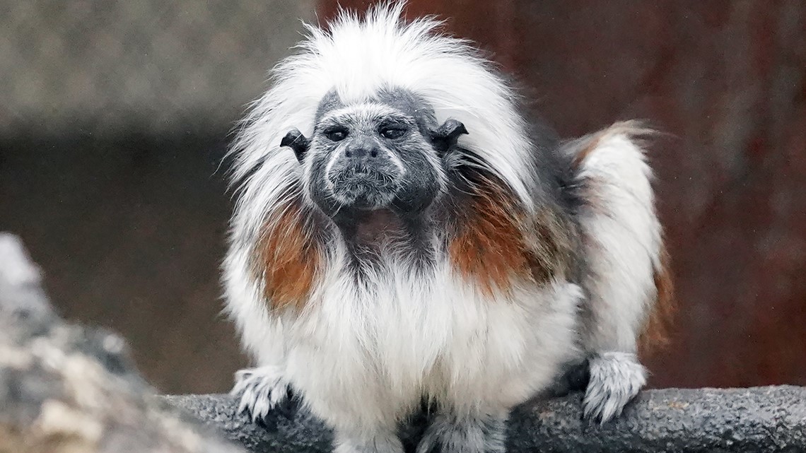 Saint Louis Zoo's new primate exhibit is like a treehouse for all ...