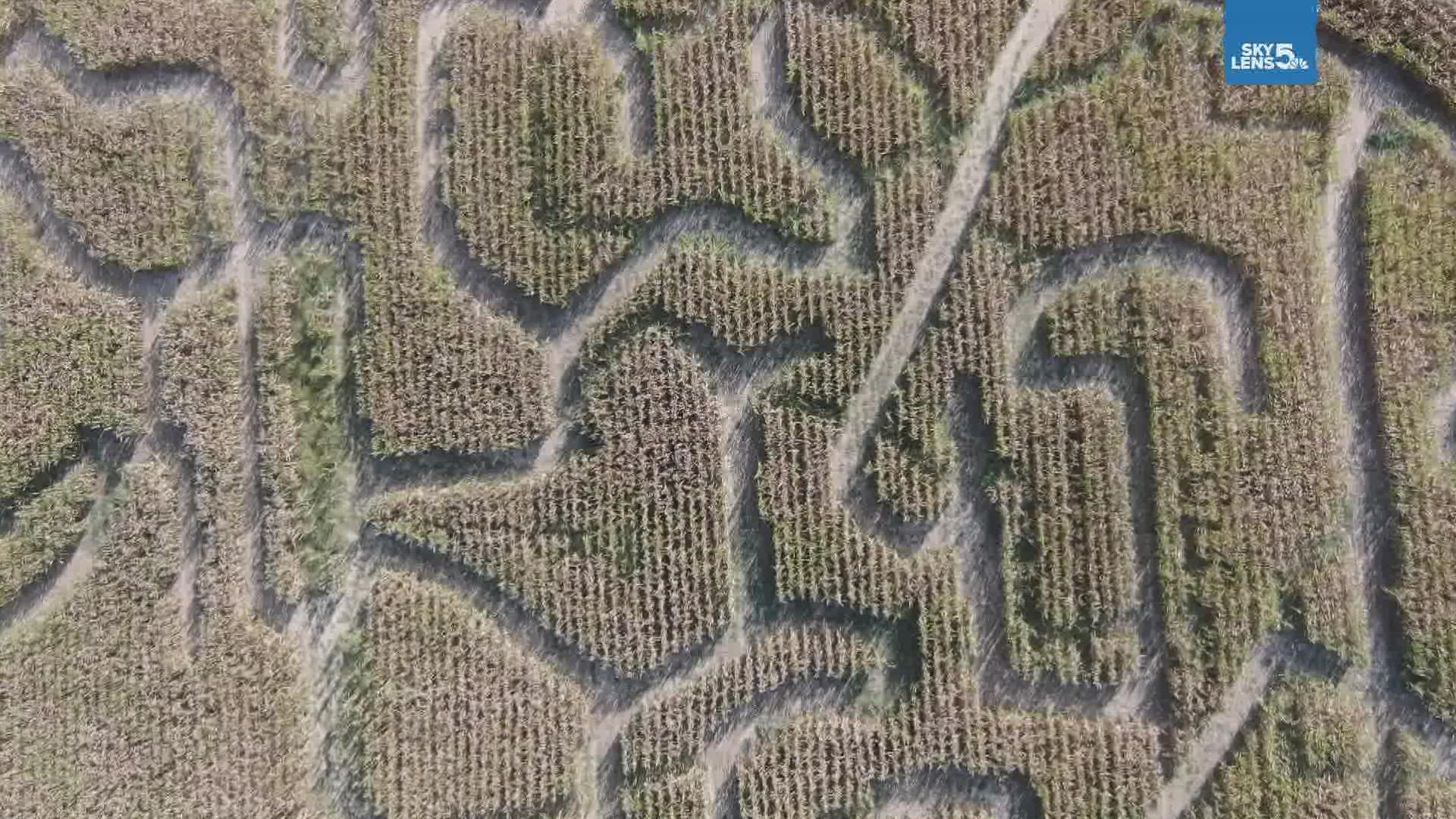 Check out the corn maze at Broemmelsiek Park in Defiance | ksdk.com