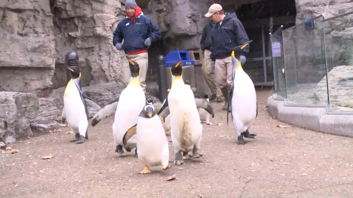 Stl zoo | Check out the zoo's penguins | ksdk.com