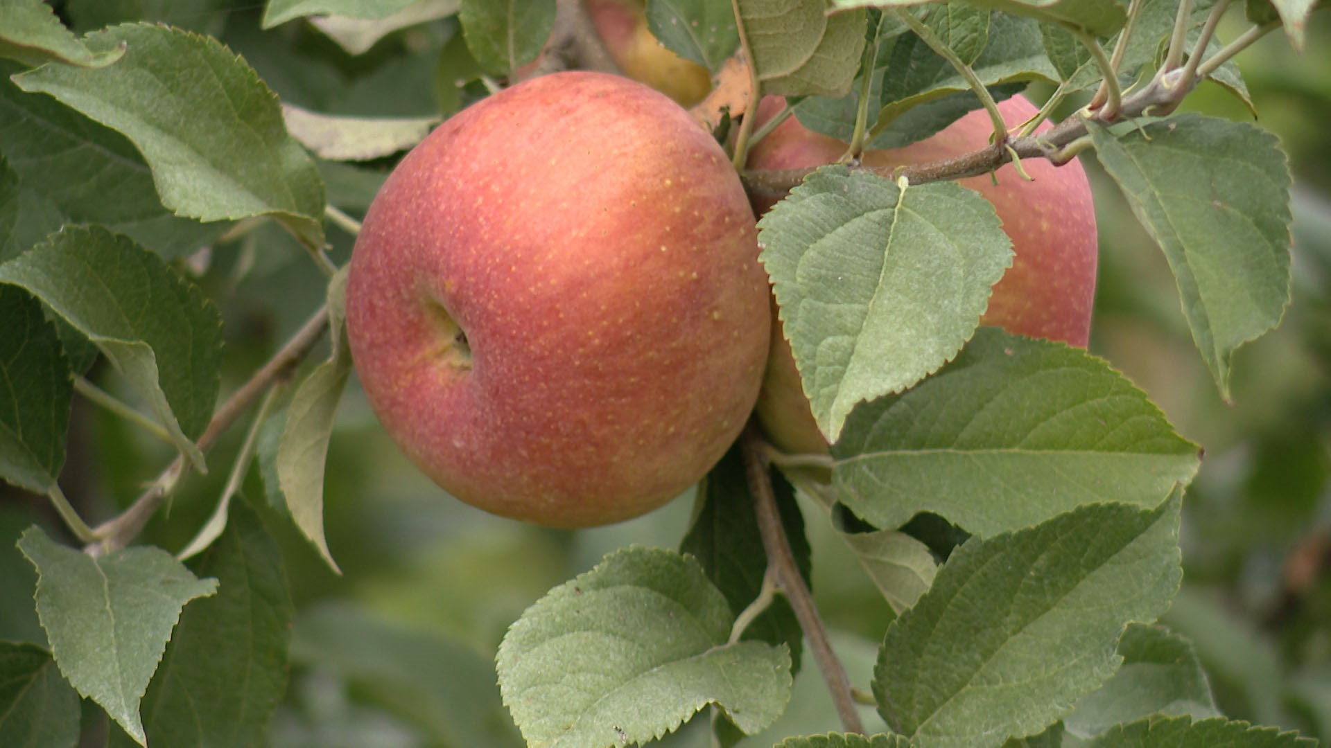 National Farmer's Day | EverCrisp apples at Eckert's this weekend ...