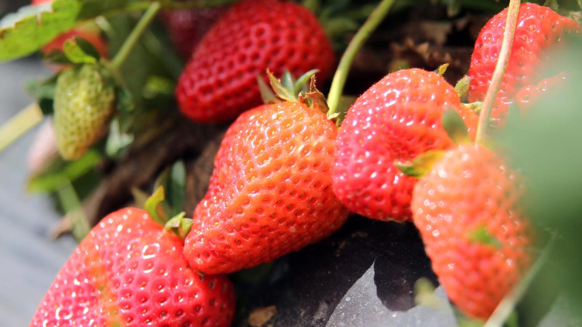 Rosé-flavored berries exist! | ksdk.com